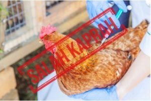 Ayam Broiler Disuntik Hormon? Aman Dikonsumsi Gak Sih? - FiberCreme